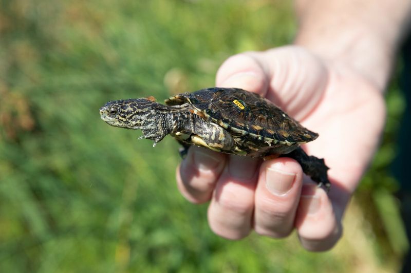 Zoo News: Endangered turtles are released to the wild | Westside Seattle
